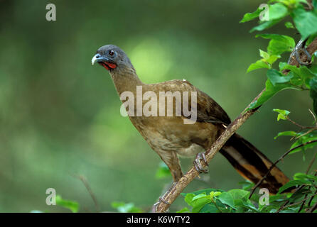 Rufous vented Chachalaca or Cocrico, Ortalis ruficauda, National bird ...