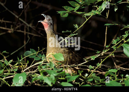 Rufous vented Chachalaca or Cocrico, Ortalis ruficauda, national bird ...