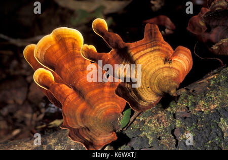 Bracket Fungi, Stereum sp, Thailand Stock Photo - Alamy