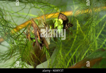 Caddis Fly Larvae, Limnephilidae sp, with bits from pond stuck on ...