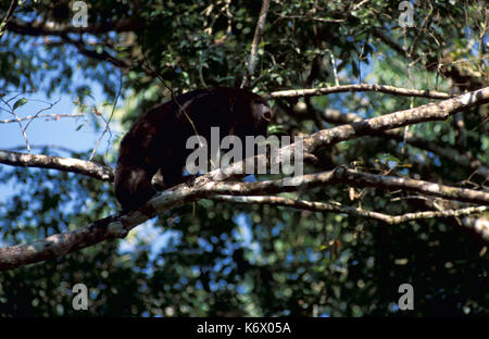 Yucatan or Guatemalan Black Howler Monkey, Alouatta pigra, in tree ...