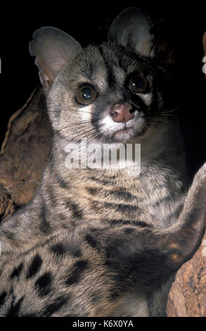 Common Genet Genetta genetta Small spotted Genet European Genet ...