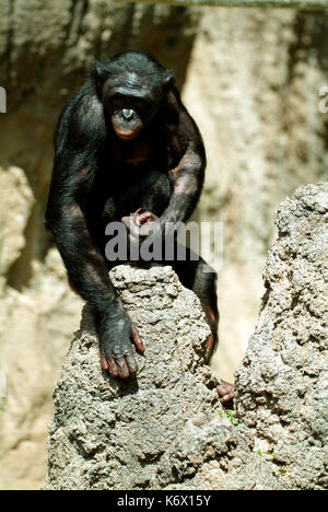 Bonobo/Pygmy chimpanzee (Pan paniscus) using leaf to wipe genitals ...