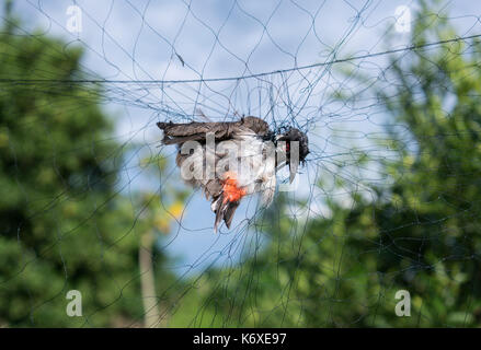Remains of birds caught in the net Stock Photo - Alamy