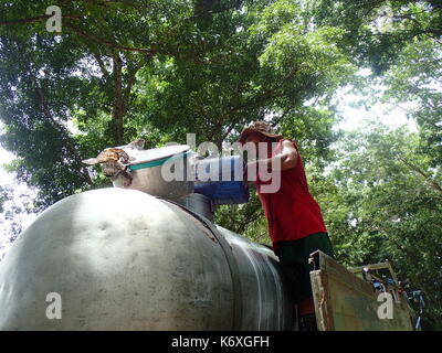 Rubber plantation in Basilan, Philippines Stock Photo - Alamy