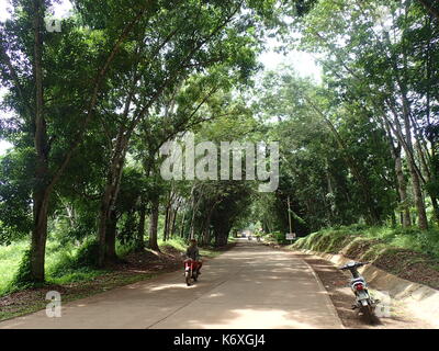 Rubber plantation in Basilan, Philippines Stock Photo - Alamy