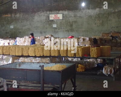 Rubber plantation in Basilan, Philippines Stock Photo - Alamy