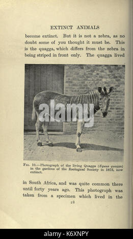 Extinct animals (Page 18 Stock Photo - Alamy
