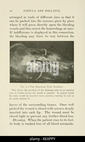 Fistula of the withers and poll evil (Page 86) BHL20357710 Stock Photo ...