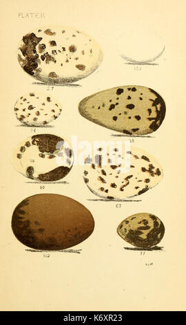Eggs of North American birds, A study of bird eggs and nests in North ...