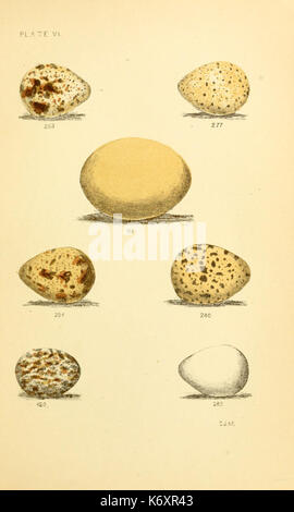 Eggs of North American birds Stock Photo - Alamy