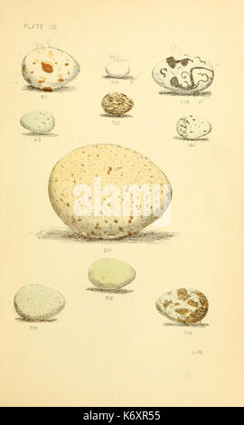 . Nests and eggs of North American birds [microform]. Ornithology ...