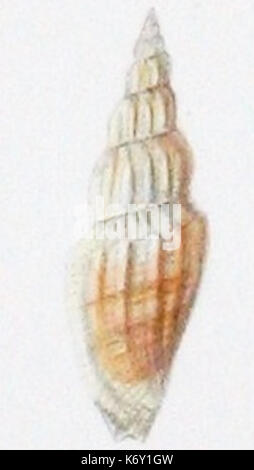 Eucithara fusiformis 001 Stock Photo - Alamy
