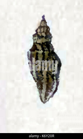 Eucithara cinnamomea 001 Stock Photo - Alamy