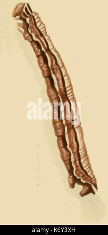 Eupithecia druentiata larva Stock Photo - Alamy