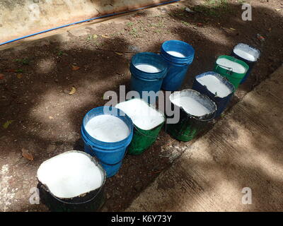 Philippines. 13th Sep, 2017. Collected resin from the rubber tree ...