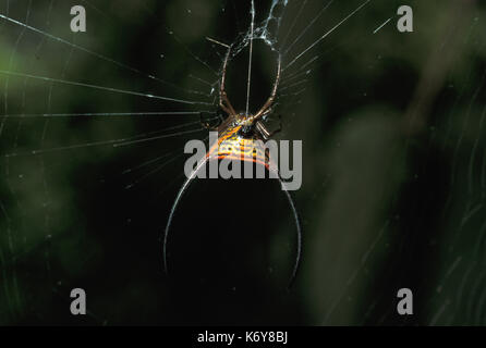 Curved spiny spider (Gasteracantha arcuata Stock Photo: 92124778 - Alamy