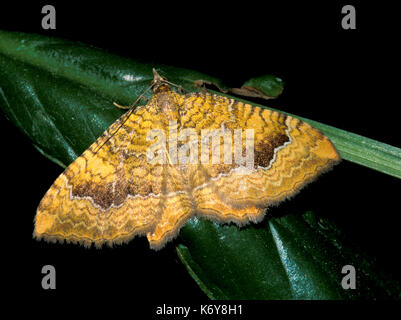 Yellow shell moth (Camptogramma bilineata) with deformed wing. British ...