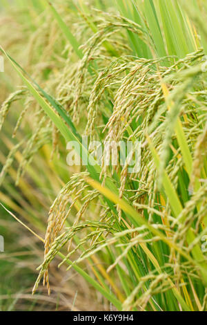 Mature paddy rice field before harvest, Mature paddy rice growing in ...