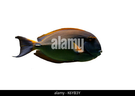 parrotfish Scaridae - orange fish with blue lips - Bermuda Aquarium ...