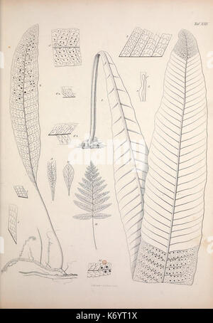 Filices, Horti Botanici Lipsiensis, Leipzig, L. Voss, 1856, ferns ...