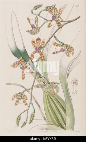 Edwards's botanical register (Plate 39) (7949449384 Stock Photo - Alamy