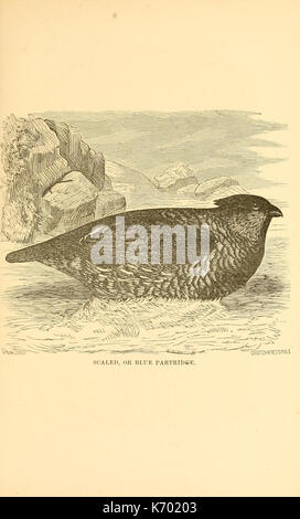 Frank Schley's American partridge and pheasant shooting, Frederick, Md ...