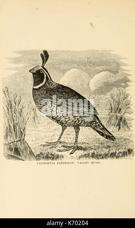 Frank Schley's American partridge and pheasant shooting, Frederick, Md ...