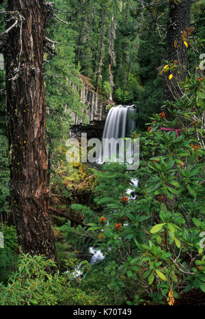 Warm Springs Waterfall, Umpqua National Forest, water falls over a ...