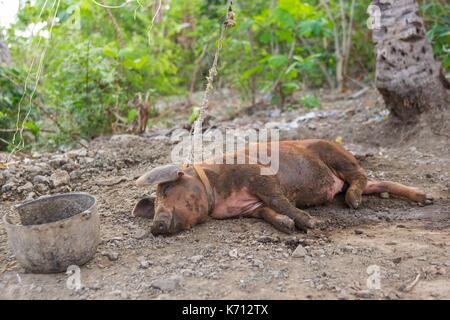 Philippines, Palawan, Calandagan Island, pig sleeping in shadow Stock ...