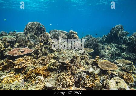 Philippines, Palawan, Calandagan Island, coral reef Stock Photo - Alamy