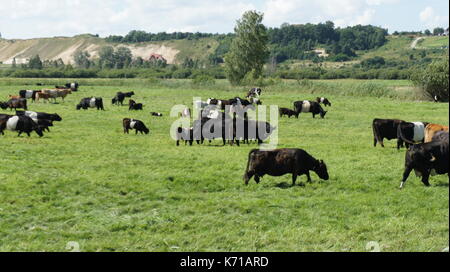 A few cows on the meadow on may Stock Photo - Alamy