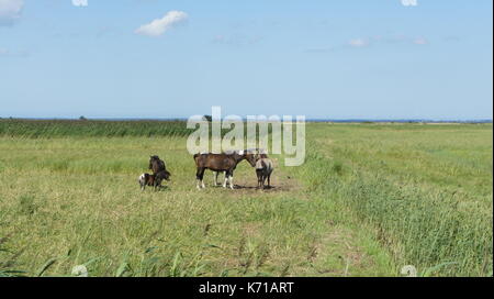 A few cows on the meadow on may Stock Photo - Alamy