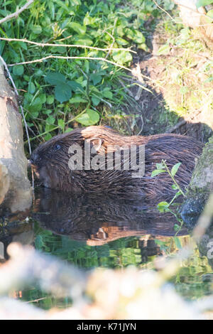 European Beaver (Castor fiber) silver birch (Betula pendula) log felled ...