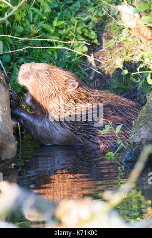 European Beaver (Castor fiber) silver birch (Betula pendula) log felled ...