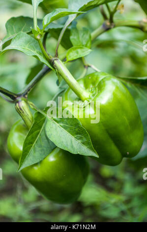 Green pepper frutis, Urrestilla, Basque Country, Spain Stock Photo - Alamy