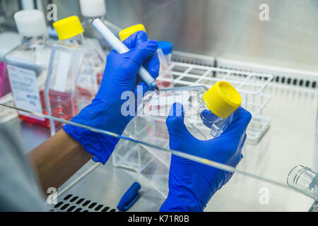 Laboratory work at a sterile bank. Splitting cells in a cell culture ...