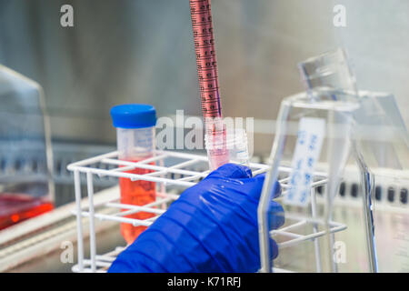 Laboratory work at a sterile bank. Splitting cells in a cell culture ...