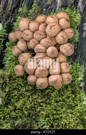 Strange tree stump close up Stock Photo - Alamy