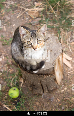 Portrait of the rustic cat on a stump in summer Stock Photo - Alamy