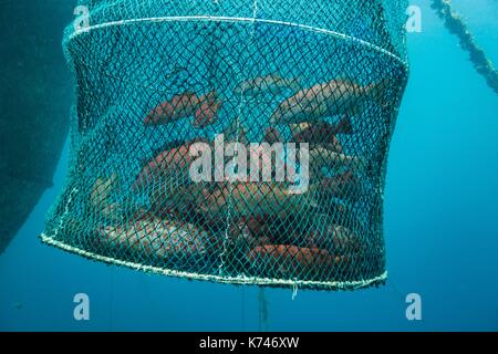 Philippines, Palawan, Taytay Bay, Biton Island, floating stocking cages ...