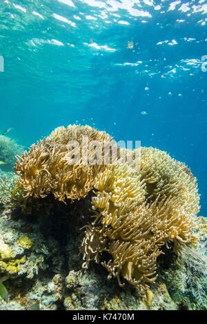 Philippines, Palawan, Taytay Bay, Nabat Island, coral reef Stock Photo ...