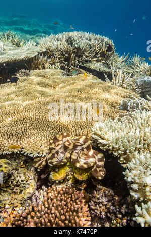 Philippines, Palawan, Taytay Bay, Nabat Island, coral reef Stock Photo ...