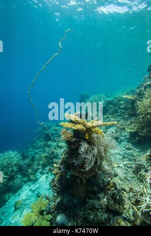 Philippines, Palawan, Taytay Bay, Nabat Island, coral reef Stock Photo ...