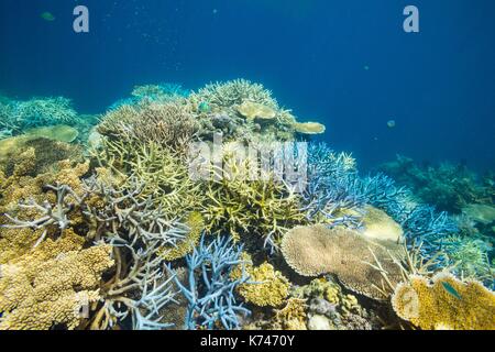 Philippines, Palawan, Taytay Bay, Nabat Island, coral reef Stock Photo ...