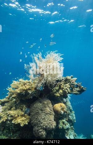 Philippines, Palawan, Taytay Bay, Nabat Island, coral reef Stock Photo ...