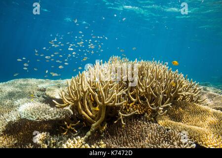Philippines, Palawan, Taytay Bay, Nabat Island, coral reef Stock Photo ...
