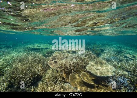 Philippines, Palawan, Taytay Bay, Nabat Island, coral reef Stock Photo ...