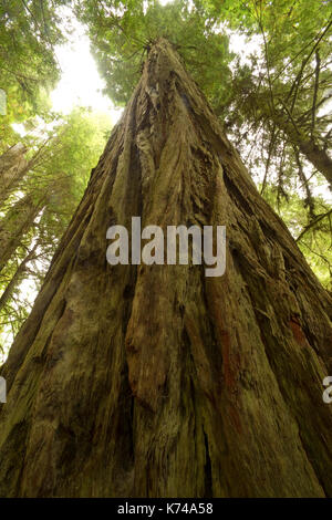 trunk and bark of a huge redwood tree growing in the lake district near ...