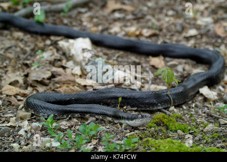 RETAINED EYE CAP ON RECENTLY SHED EASTERN BLACK RATSNAKE (PANTHEROPHIS ...